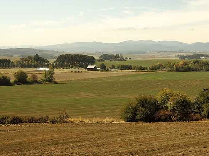 Vast golden fields stretching to the horizon, proof that Oregon's backyard beats most people's vacation destinations.