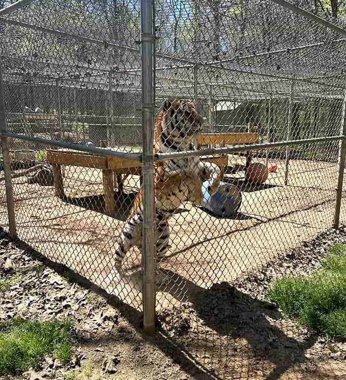 This tiger isn't just playing around, it's putting on a full show that no movie screen could ever match.