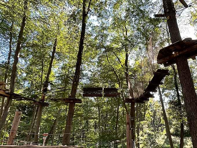 Looking up at TreeTrails Adventures feels like discovering a secret world hiding above your head.