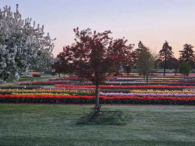 Dawn breaks over the tulip fields, and suddenly every alarm clock feels worth it.