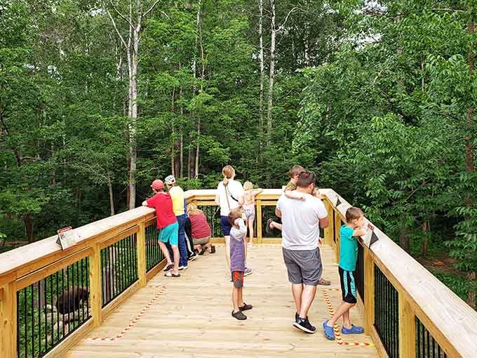 The elevated viewing deck puts you perfectly above the action, close enough to feel the magic safely.