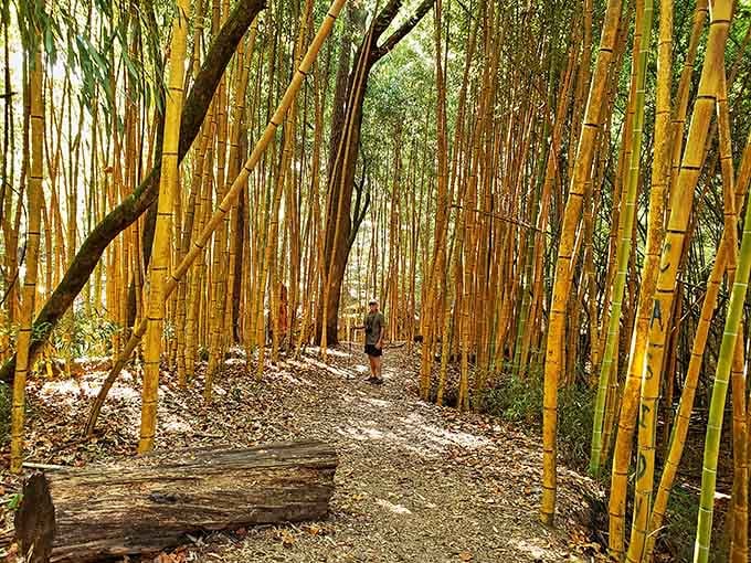 One visitor, a thousand stalks of golden bamboo, and absolutely zero regrets about skipping the gym today.