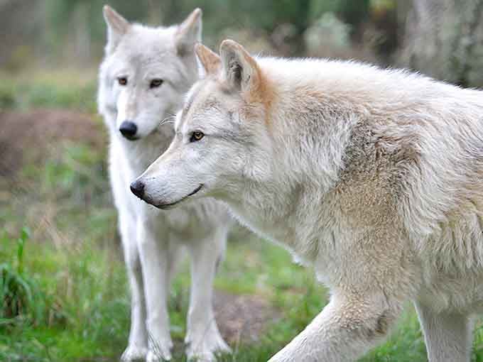 White wolves possess an ethereal beauty that makes you understand why they've inspired countless legends throughout human history.