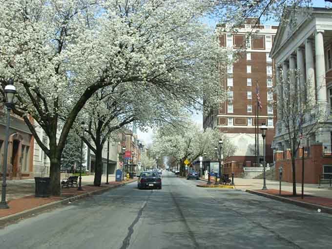 Cherry blossoms lining York's streets remind you that some of life's best things are completely free.