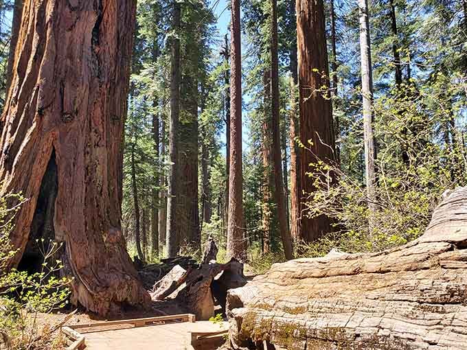 Sunlight filters through the canopy like nature's own cathedral, complete with wooden columns older than most countries.