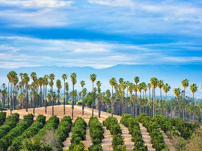 Palm trees towering over citrus groves create the classic California postcard scene your grandparents remember fondly.