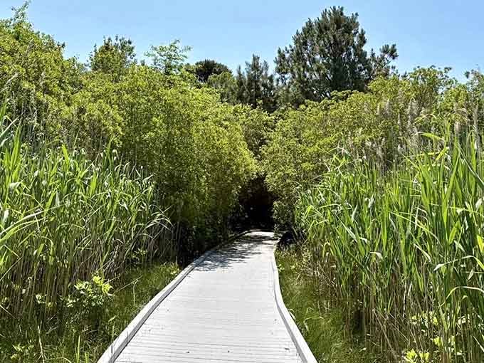 A green tunnel of reeds beckons you forward like nature's own secret passageway to tranquility.