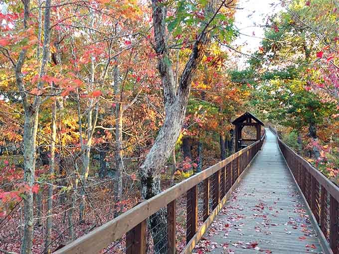 Fall color so vivid along this Cheaha boardwalk, even the trees seem to be showing off for company.