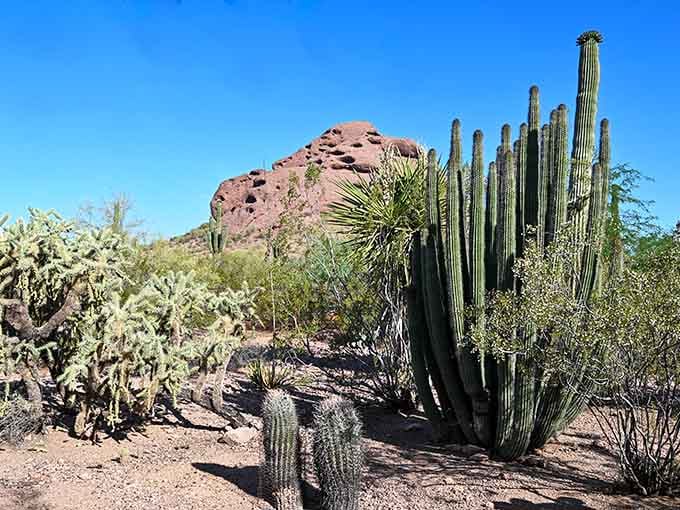 When cacti stand this tall and proud, you know you're witnessing nature's own skyscraper district.