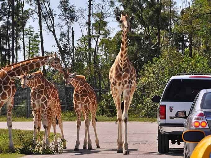 When the whole giraffe family blocks traffic, you don't honk&mdash;you grab your camera and count your blessings.