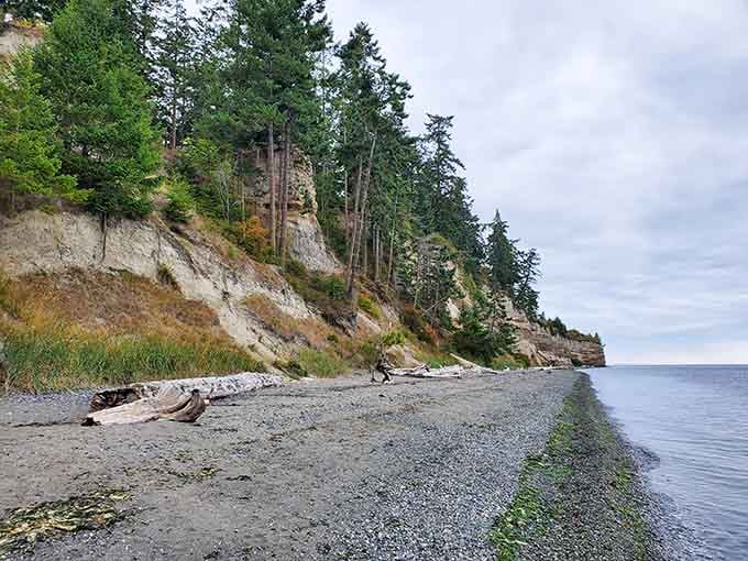 Towering sandy bluffs cling to tall evergreens above a quiet pebble beach, looking like nature assembled its own dramatic backdrop just for you.