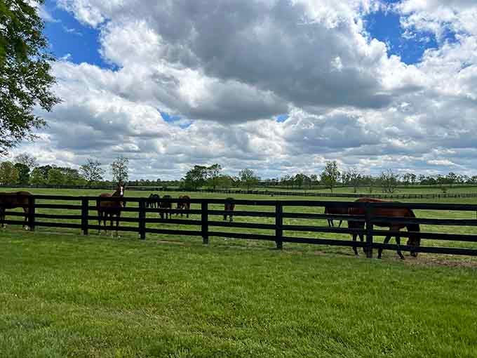Dramatic clouds, endless green pastures, and Thoroughbreds grazing like they own the place. Spoiler: they kind of do.