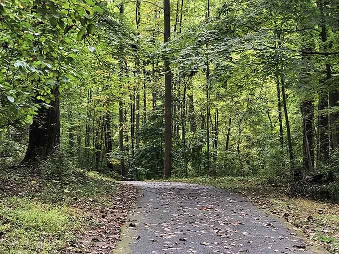 Sunlight filters through a cathedral of green trees, turning this Rock Creek forest path into nature's own quiet sanctuary.