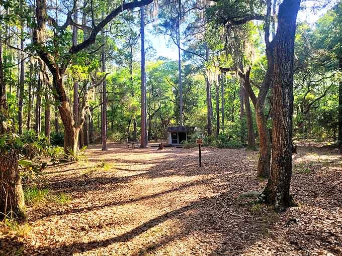 Sunlight filters through Spanish moss and towering pines at Skidaway like a scene straight out of a Southern novel.