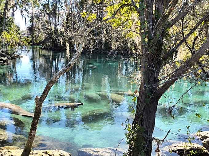 Crystal-clear water framed by moss-draped trees creates a window into the manatees' peaceful underwater world below.
