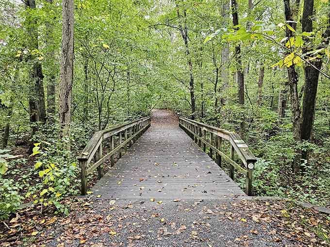 A wooden footbridge disappears into a tunnel of green forest, practically begging you to follow it and see what's next.