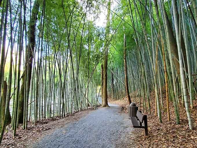 Walking through towering bamboo feels like stepping into a Crouching Tiger scene, minus the flying martial artists.