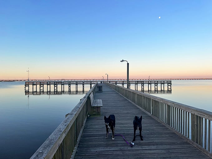 Two happy dogs and a pastel sunrise prove that Meaher State Park mornings are simply unbeatable company.