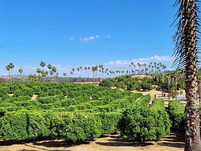 Endless rows of green citrus trees stretching toward distant mountains smell exactly like sunshine tastes.