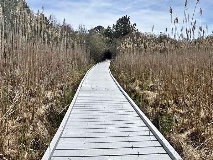 The boardwalk curves through dried grasses like a ribbon on nature's gift, waiting to be unwrapped.