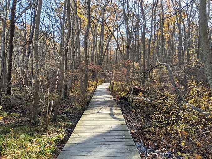 A wooden path disappearing into bare autumn trees feels like the forest is quietly inviting you to follow along.