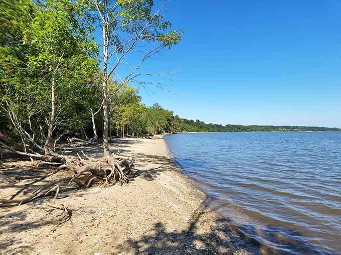 Twisted roots, warm sand, and sparkling water — Chippokes reminds you that wild and beautiful go hand in hand.