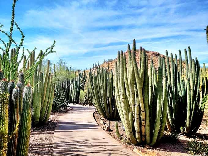 Walking through towering organ pipe cacti feels like exploring a green cathedral built by Mother Nature herself.