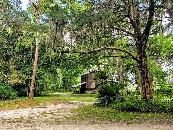 Spanish moss drapes over old oaks like nature's curtains, framing a barn that's been quietly keeping Florida's farming heritage alive.
