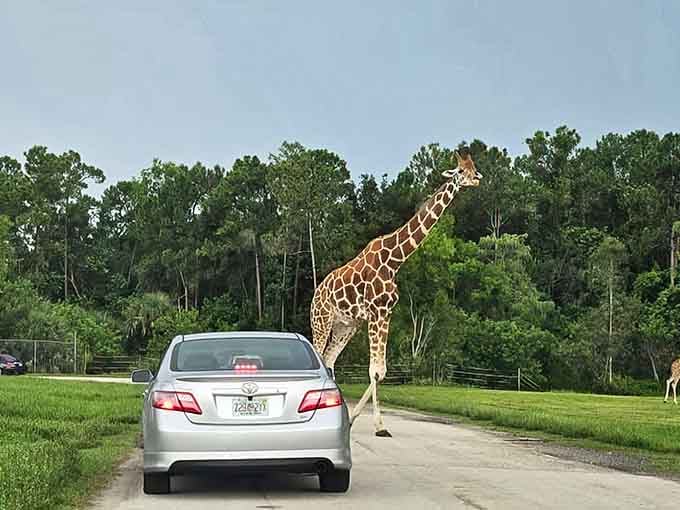 Your morning commute never looked like this: one curious giraffe casually inspecting your sedan's paint job up close.
