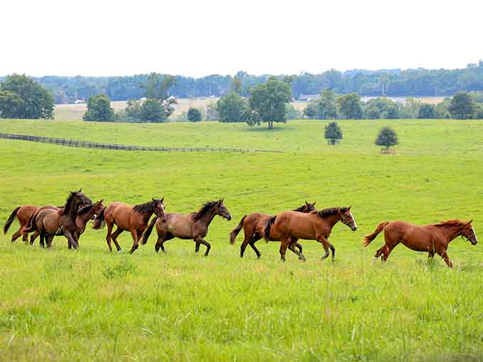 Pure Kentucky magic, a herd running full stride across rolling green hills like freedom has four legs.