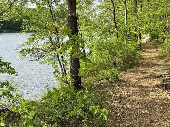 A soft wood-chip trail hugs the glittering lakeshore, proving that the best walks always have water keeping you company.