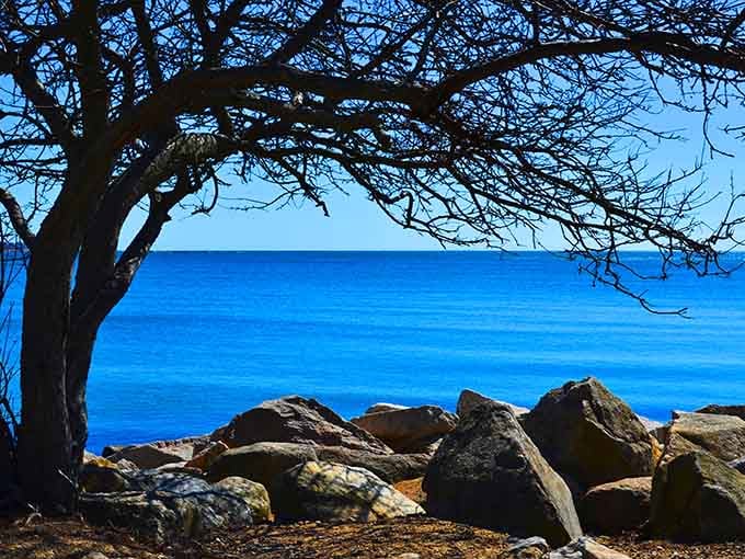A bare, sculptural tree frames the Sound like nature hired its own interior decorator at Rocky Neck.