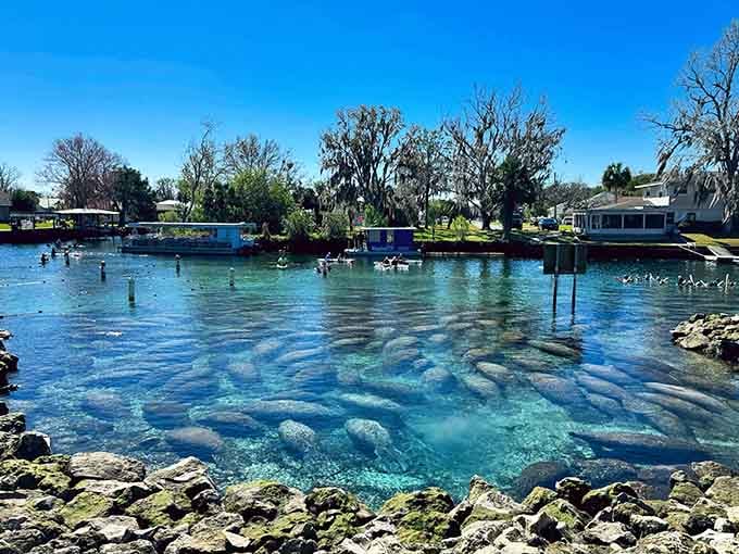 When the water's this transparent, counting manatees becomes easier than counting sheep &ndash; and way more entertaining!