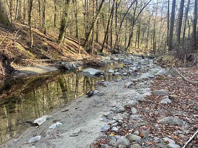 Still water reflecting bare trees along the Toby's Rock trail, nature doing its best impressionist painting for free.