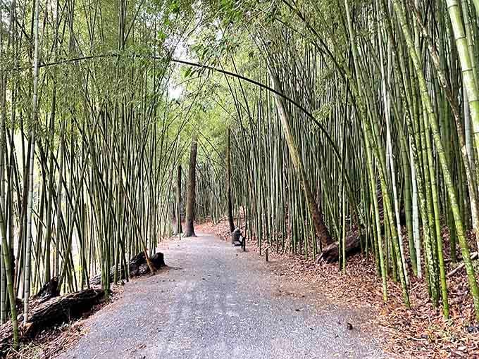The bamboo stalks click and clack in the breeze, creating nature's own percussion section along this peaceful path.