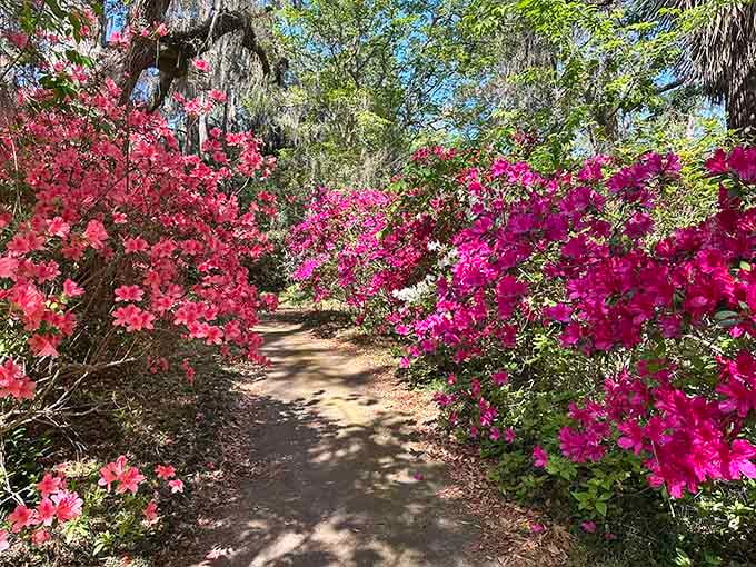 When azaleas crowd a pathway this enthusiastically, the only polite thing to do is walk right through them.