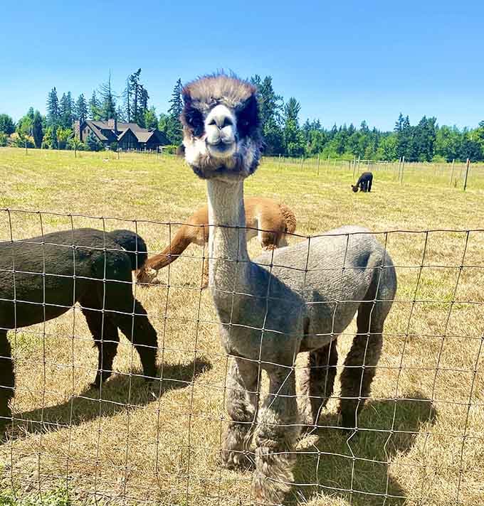That magnificent hairdo and knowing expression belong to an alpaca who's clearly the ranch celebrity.