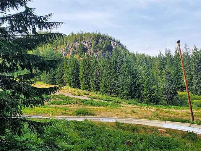 Dense evergreens frame your descent like nature's own safety barriers, minus the actual safety part.
