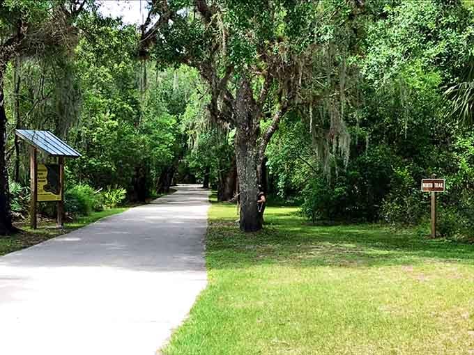 Spanish moss drapes these oak trees like nature's own curtains, and the North Trail beckons with quiet, unhurried charm.