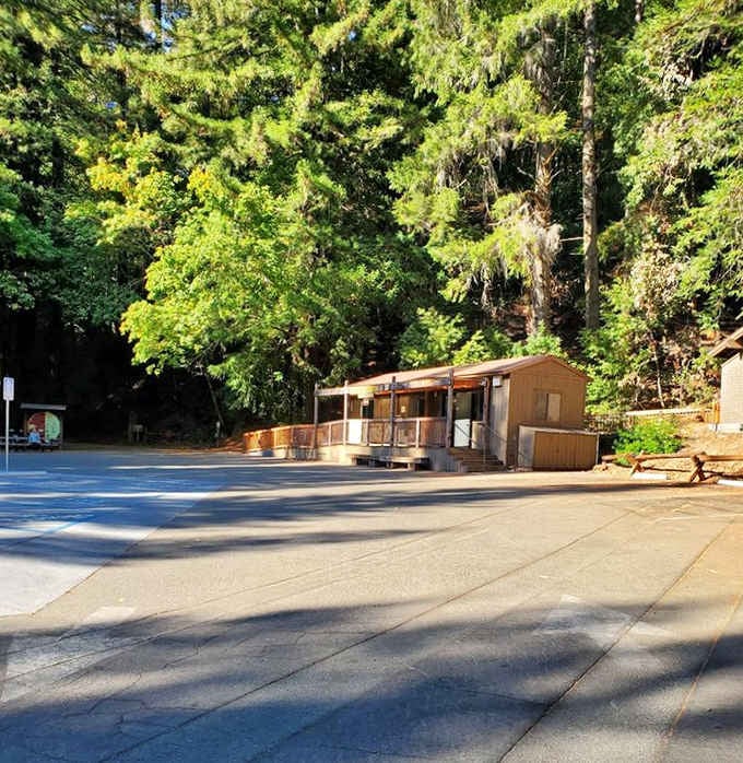 Even the visitor center looks like it belongs here, tucked respectfully beneath trees that were old before your grandparents were born.