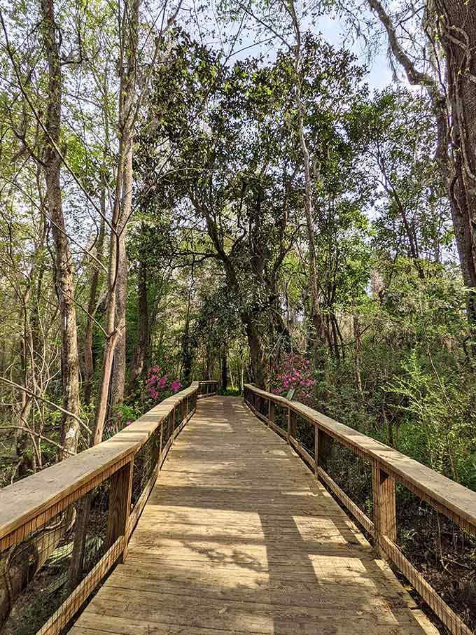 One wooden plank at a time, this boardwalk leads you deeper into something genuinely extraordinary.