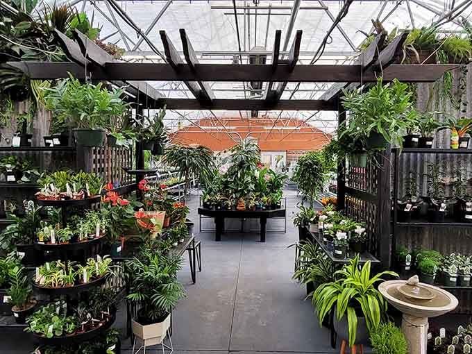 Inside the greenhouse, every shelf is a conversation starter. Plants have never looked this good.