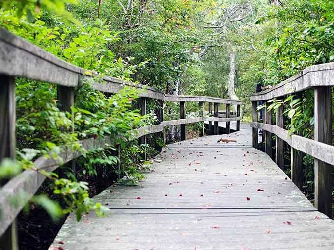 This boardwalk through the green is basically nature's version of a moving walkway, minus the airport announcements.