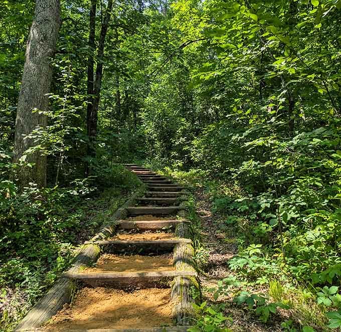 These timber steps disappear into the forest like nature's own staircase to somewhere genuinely wonderful. Keep climbing.