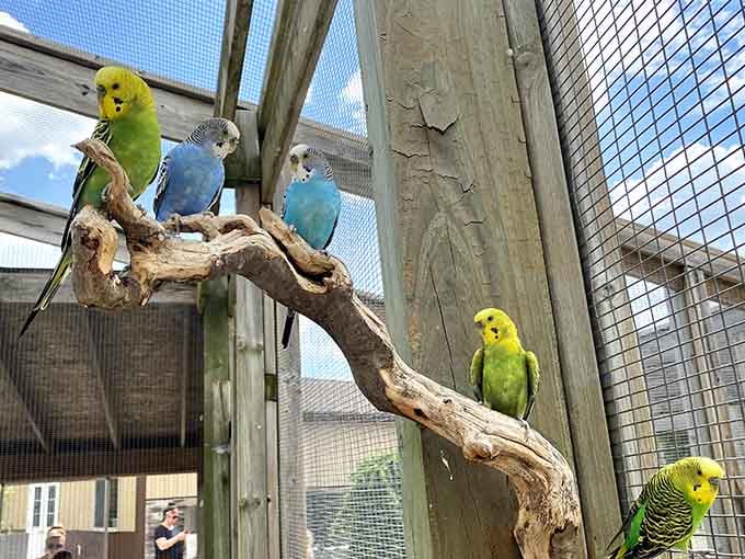 A rainbow coalition of parakeets proving that nature's color palette puts our wardrobes to shame every time.