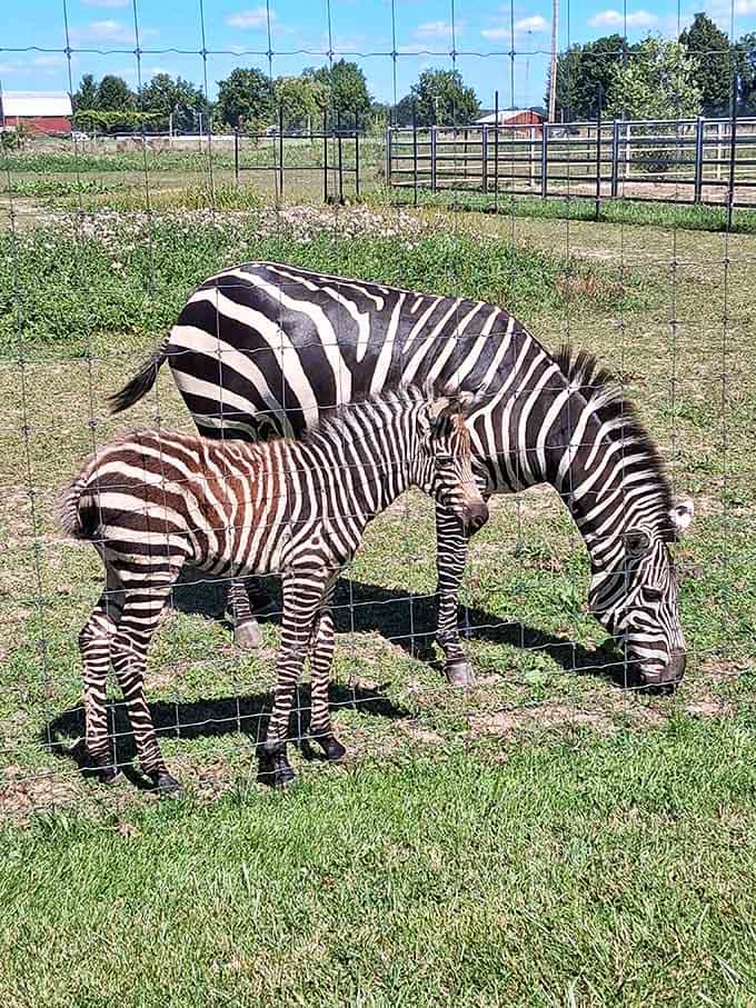 A zebra mom and her foal in Michigan. Nature's boldest fashion statement, right in your backyard.