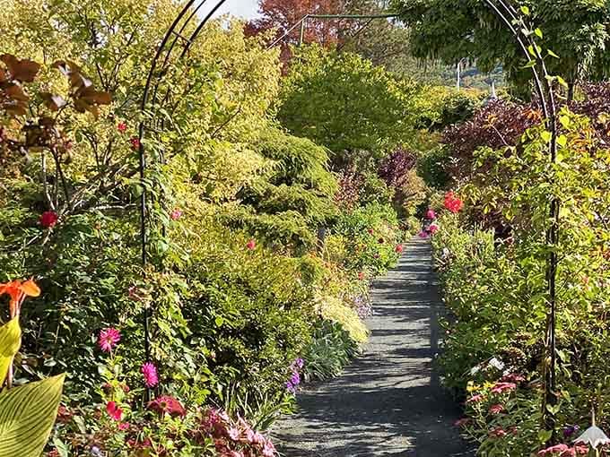 A narrow path flanked by blooms on both sides, nature's version of a standing ovation.