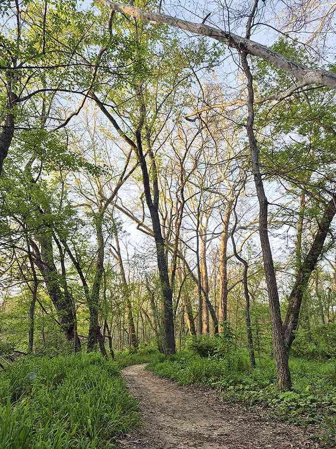 When trees create a cathedral ceiling this perfect, you know nature's been taking architecture classes.