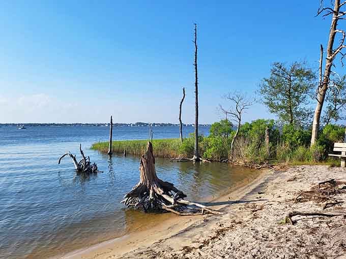 Ghost trees standing in the water like nature's own sculpture garden, no admission fee required for this gallery.