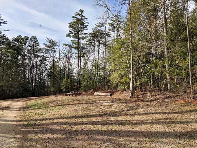 A picnic table, towering pines, and pure silence. Your campsite is basically a therapy session you can sleep in.